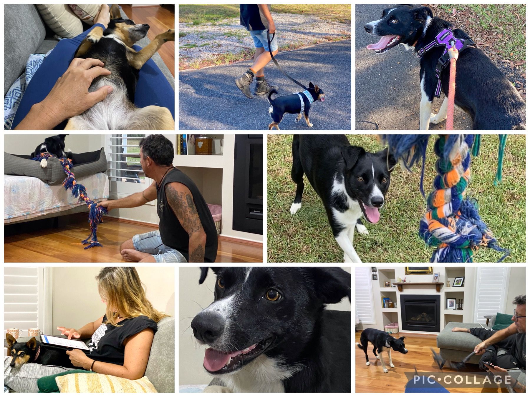 What exactly is house sitting? Become a house sitter today